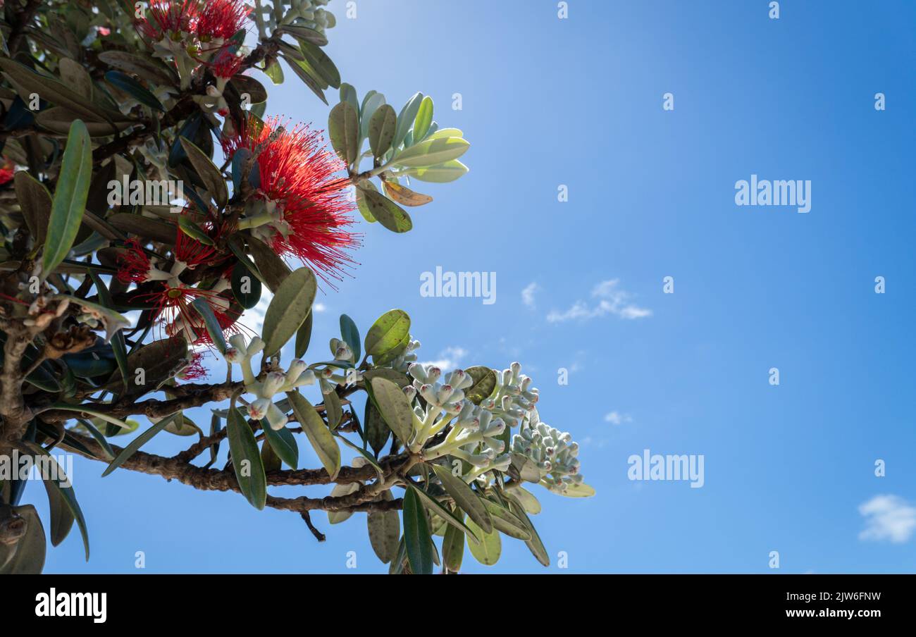 Pohutukawa trees in full bloom against a blue sky, New Zealand ...
