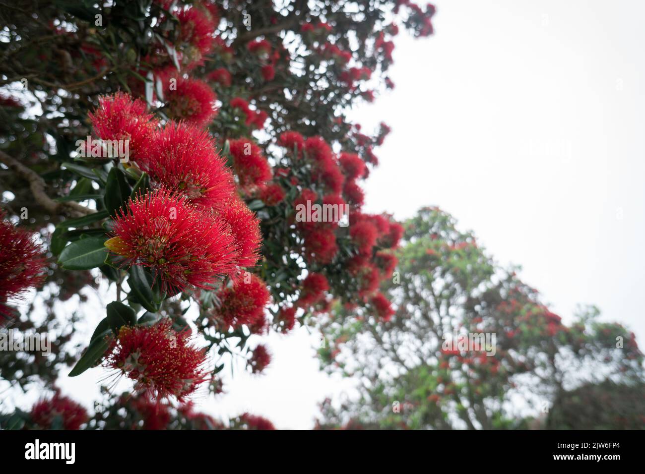 Pohutukawa trees in full bloom against a cloudy sky, New Zealand ...