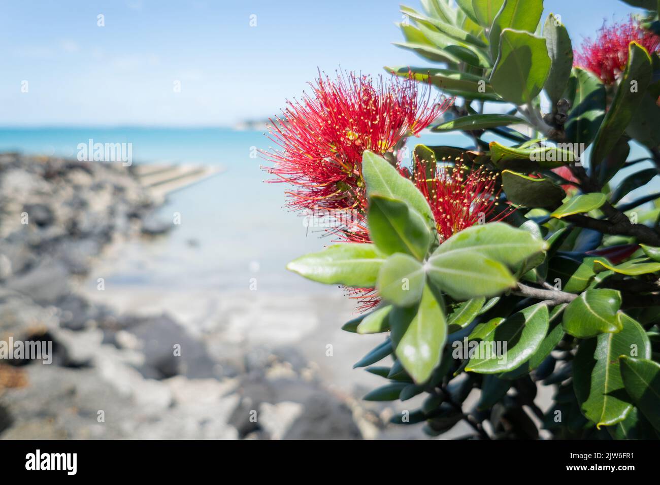 Pohutukawa trees in full bloom at Takapuna beach in summer, Auckland ...