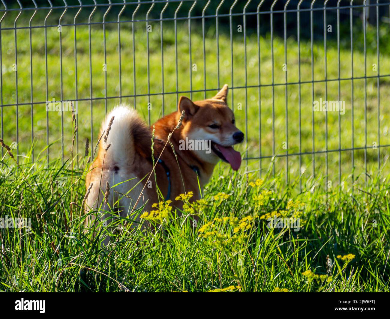 Shiba Inu plays on the dog playground in the park. Cute dog of shiba ...