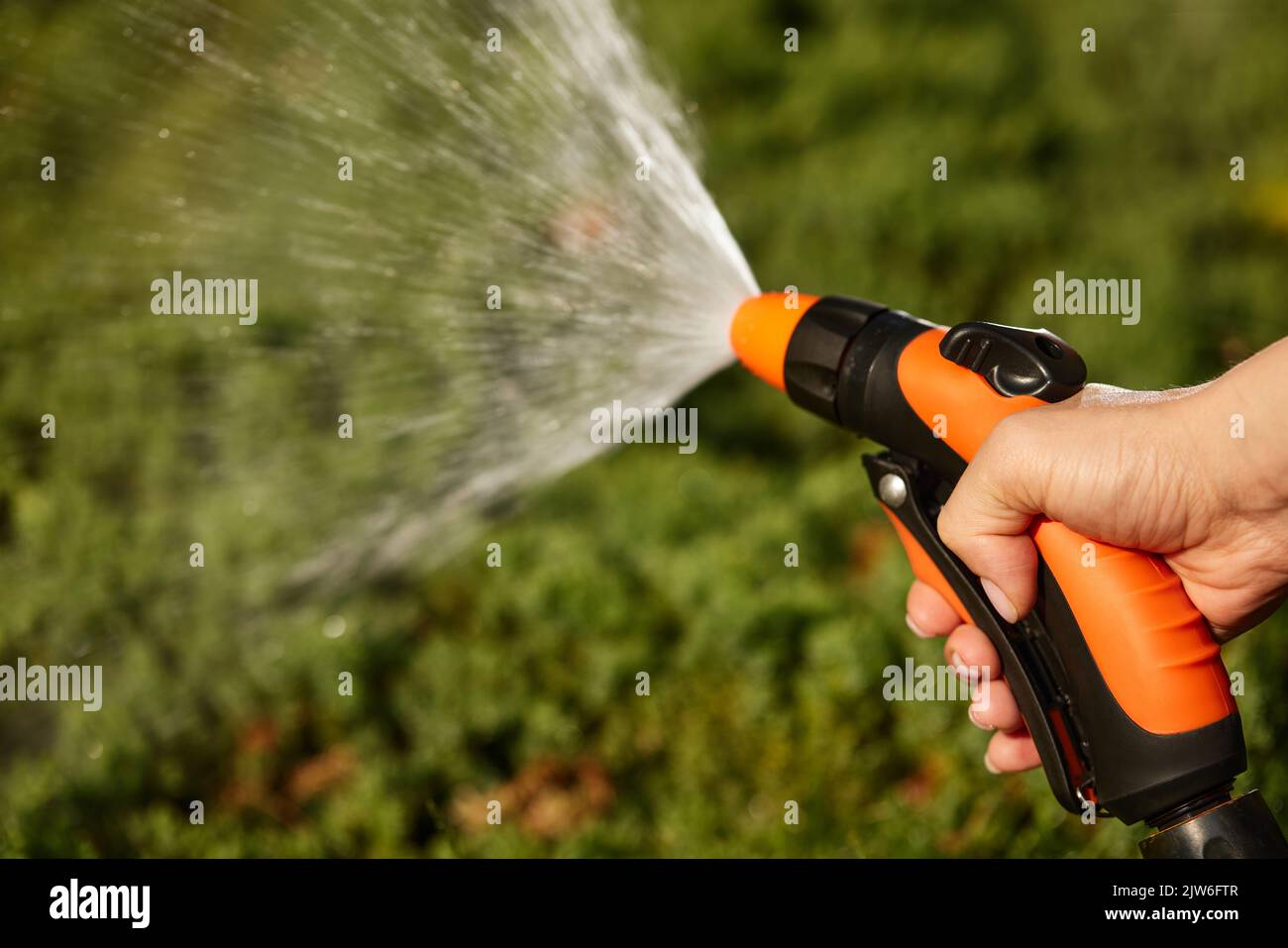 Hand holding water hose and watering plant in the garden in summer ...