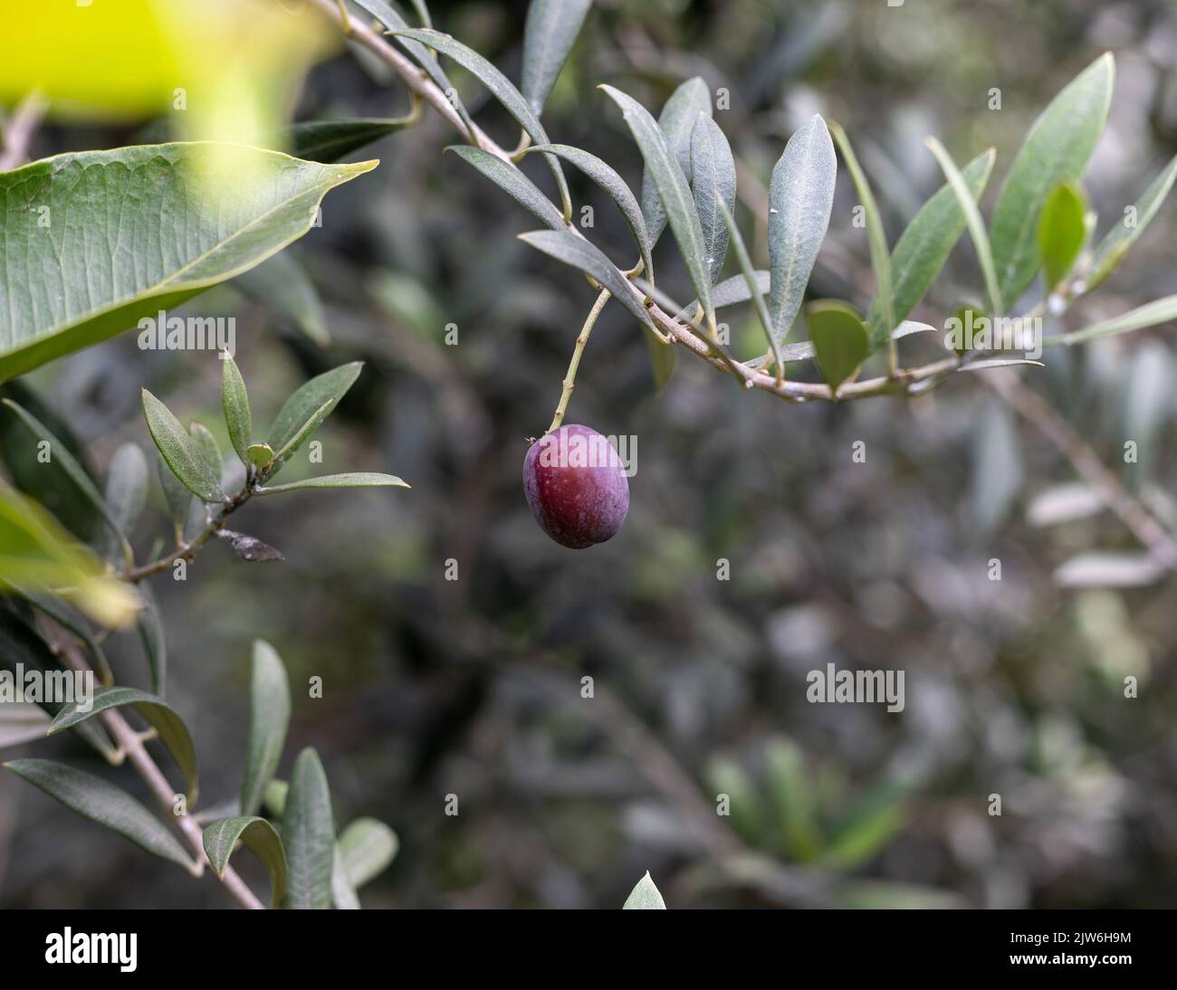 Olive harvest on farm hi-res stock photography and images - Alamy