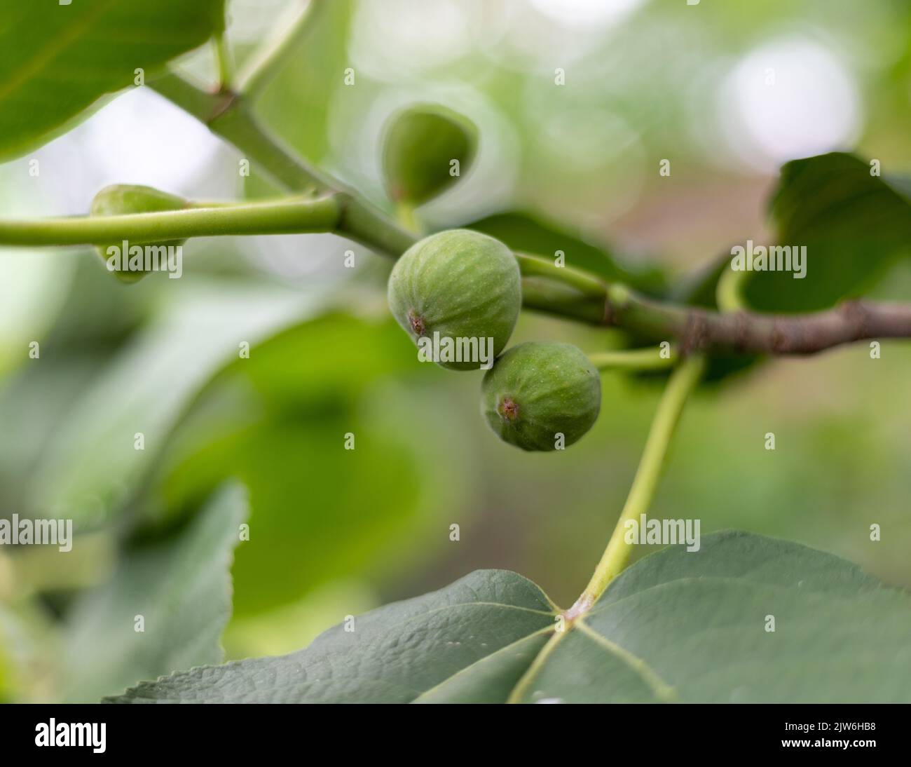 Green fig on a tree branch with selective focus and blur background ...