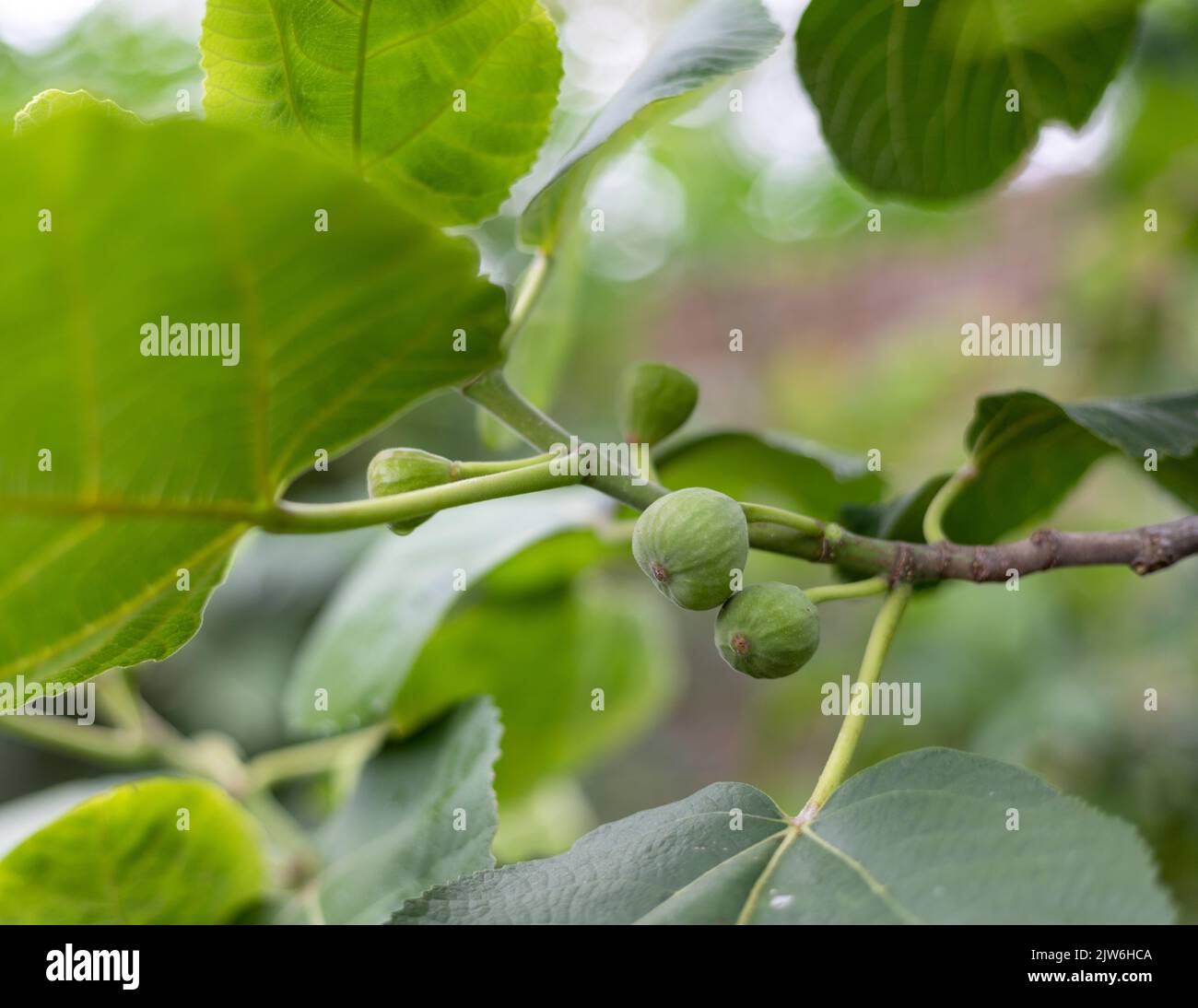 Green fig hi-res stock photography and images - Alamy