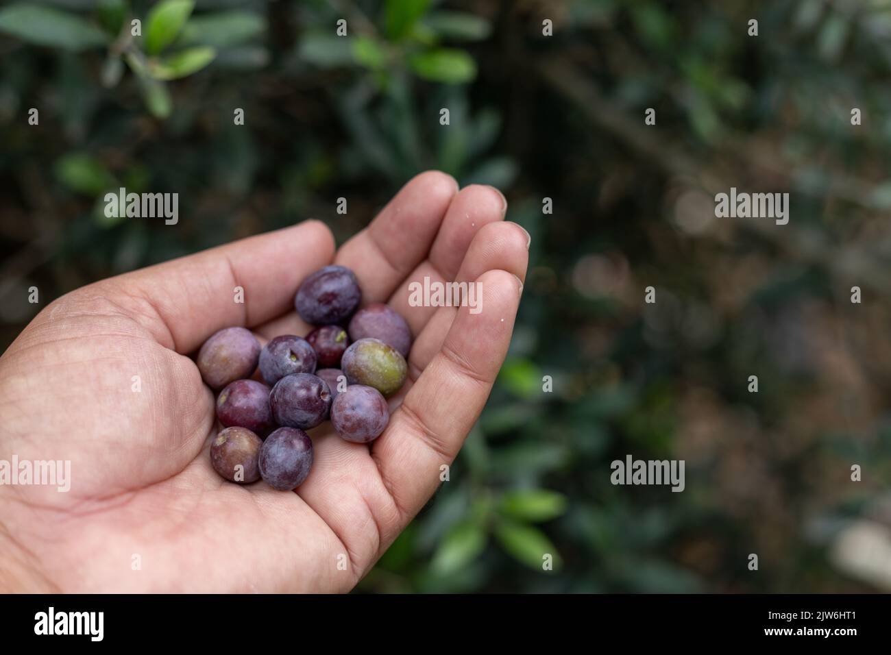 Olive seeds for farming hi-res stock photography and images - Alamy