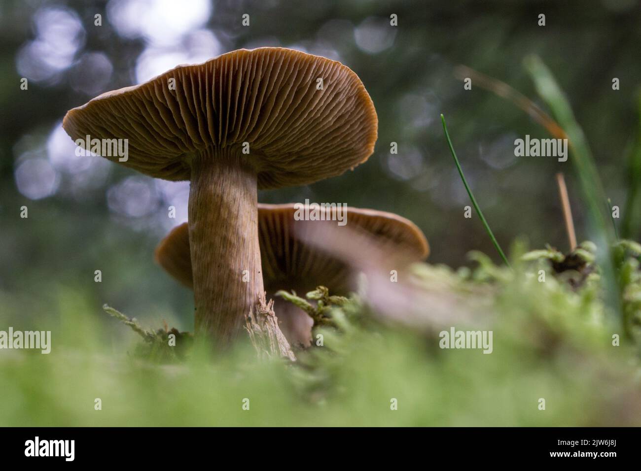 A Deadly webcap (Cortinarius rubellus) mushroom in a forest in closeu ...