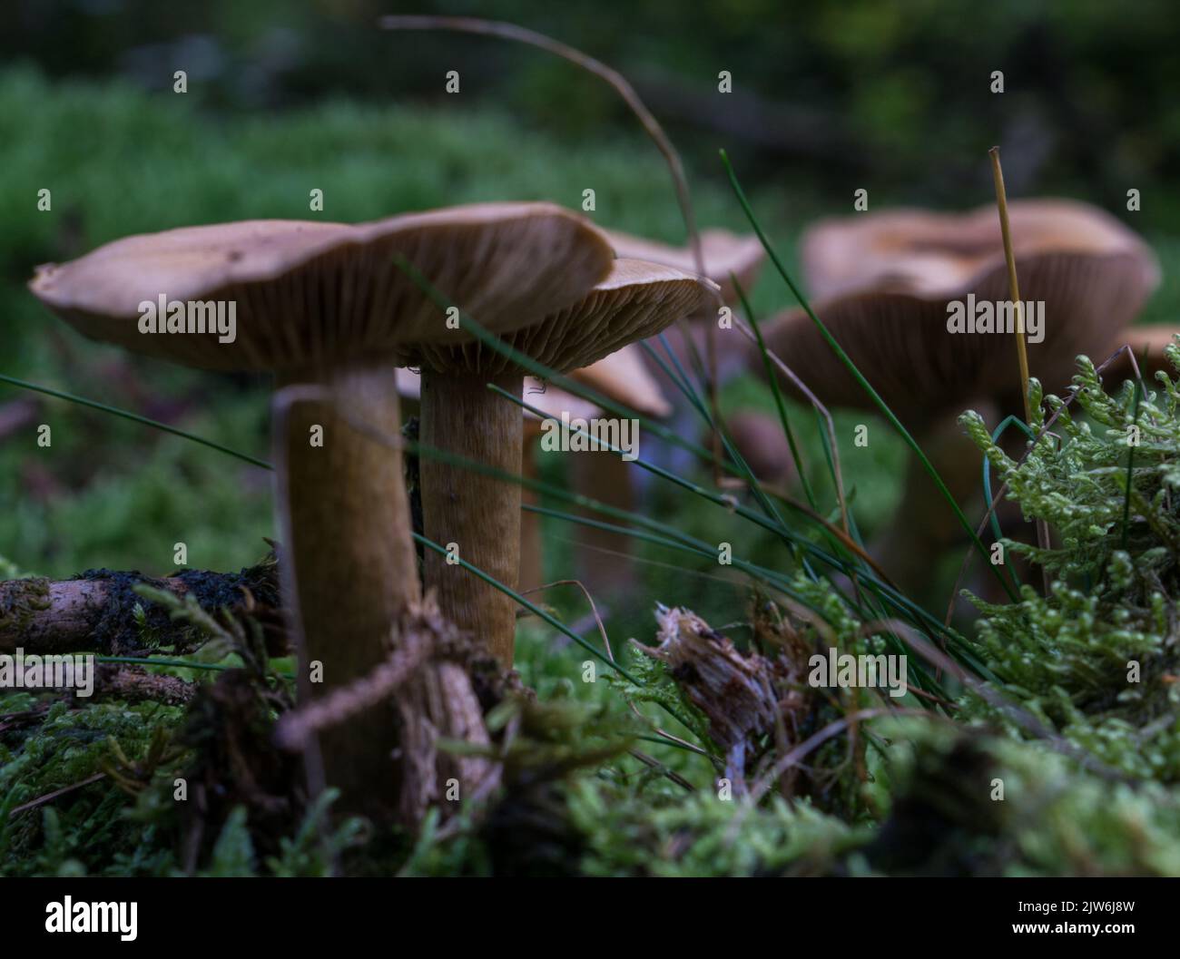 A group of Deadly webcap (Cortinarius rubellus) mushroom in a forest in ...