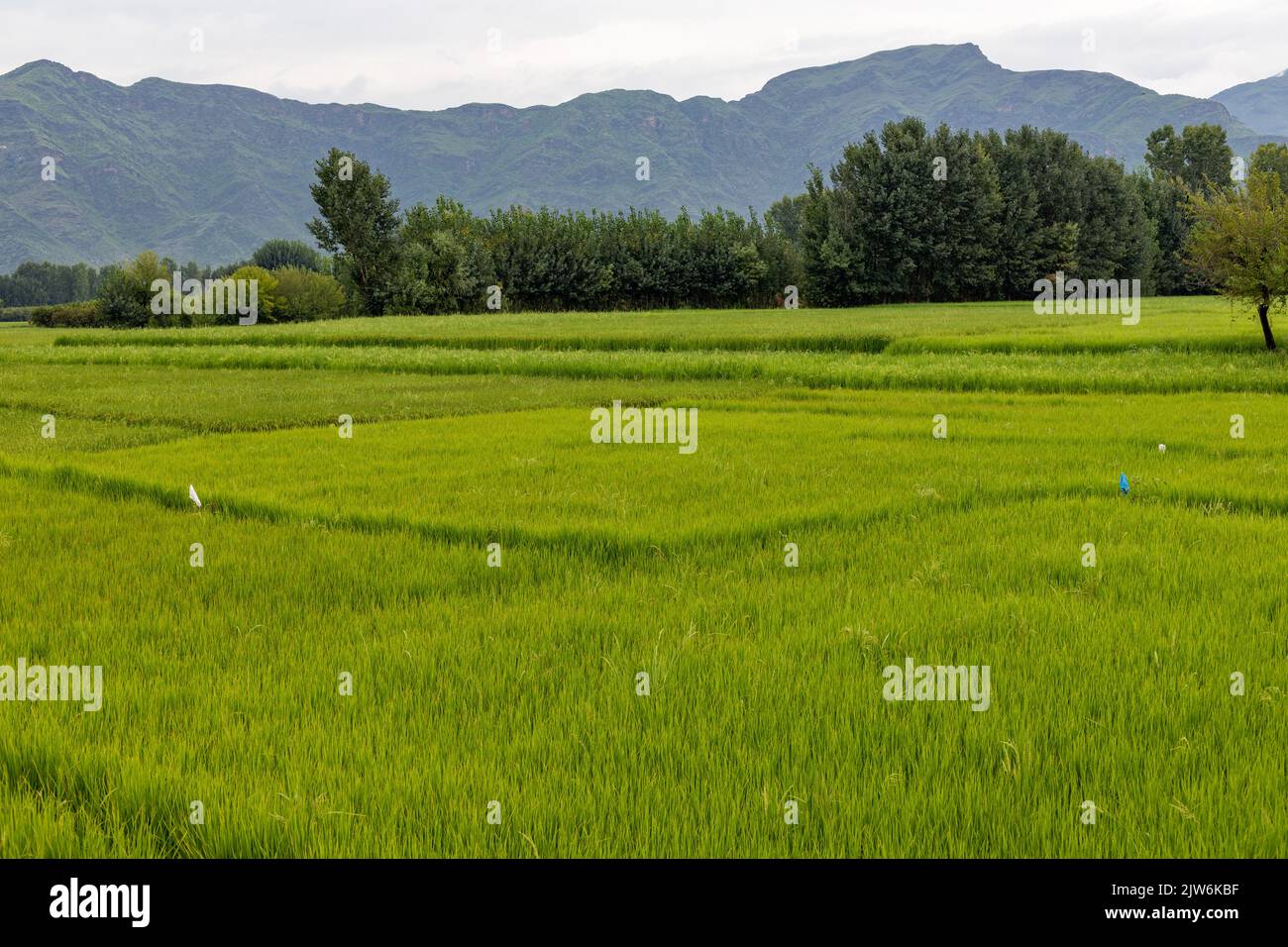 Rice field in the countryside of Khyber Pakthunkhwa province of ...