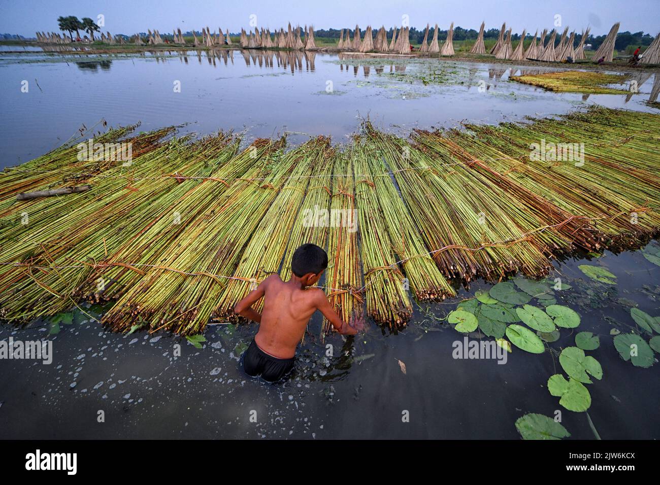 A young farmer seen spreading Jute stalks at Bortir Bill, a vast ...