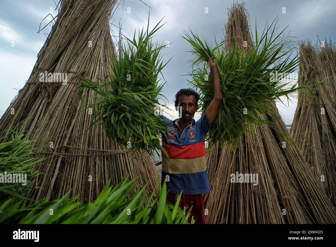 A farmer seen collecting of Jute fibers at Bortir Bill, a vast wetland ...