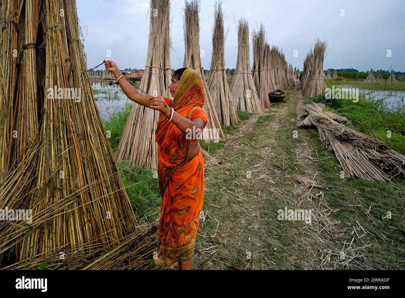 A farmer stacks stalks of freshly harvested jute at Bortir Bill, a vast ...