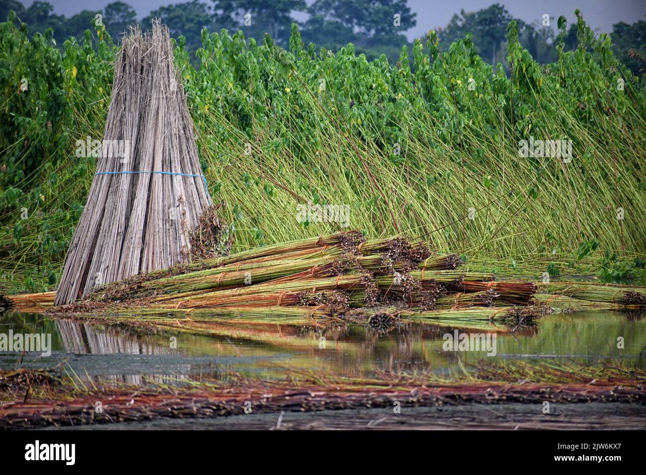 Stalks of freshly harvest jute seen at Bortir Bill, a vast wetland ...