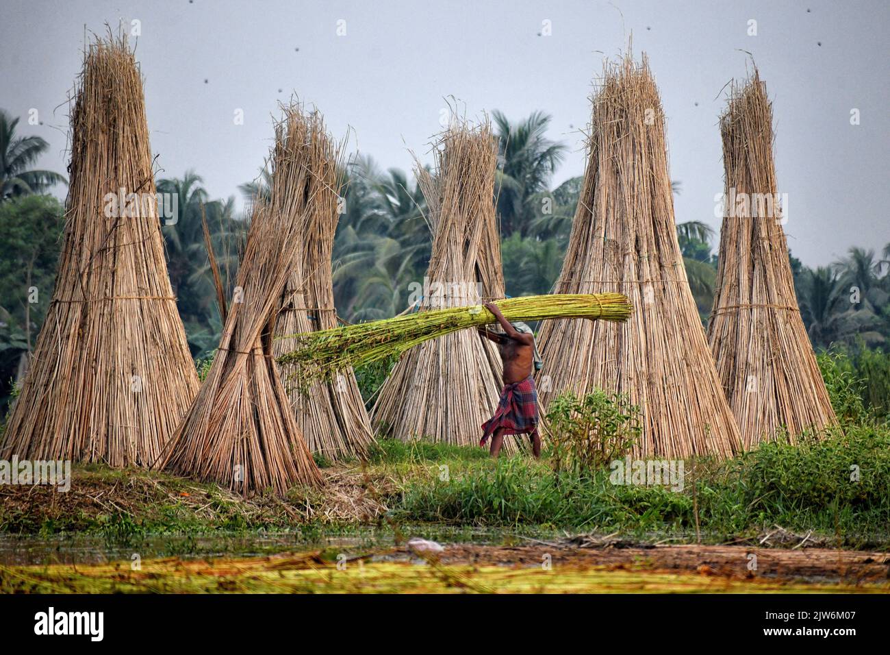 A farmer seen carrying fresh Jute stalks at Bortir Bill, a vast wetland ...