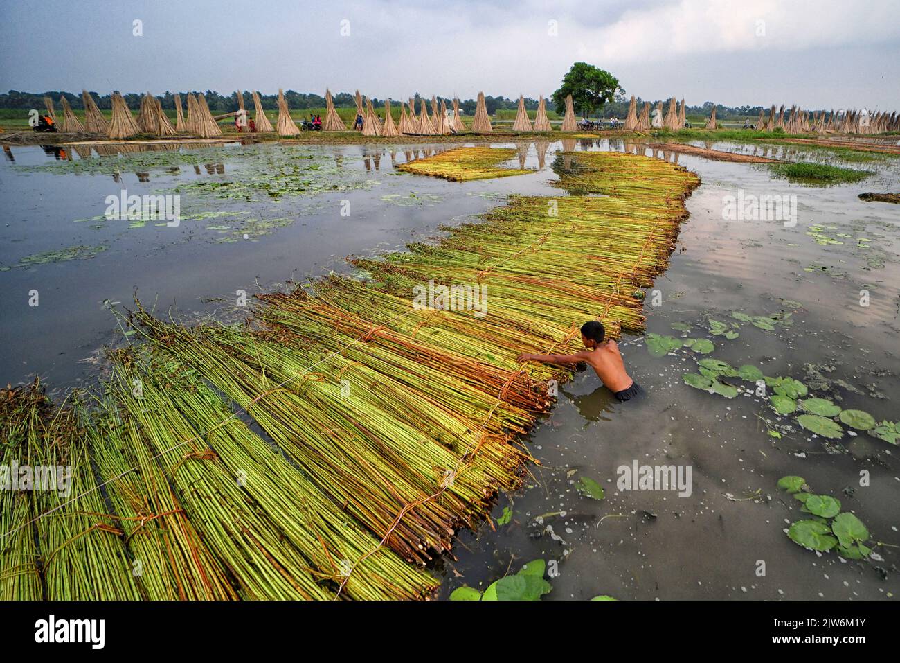 A young farmer seen spreading Jute stalks at Bortir Bill, a vast ...