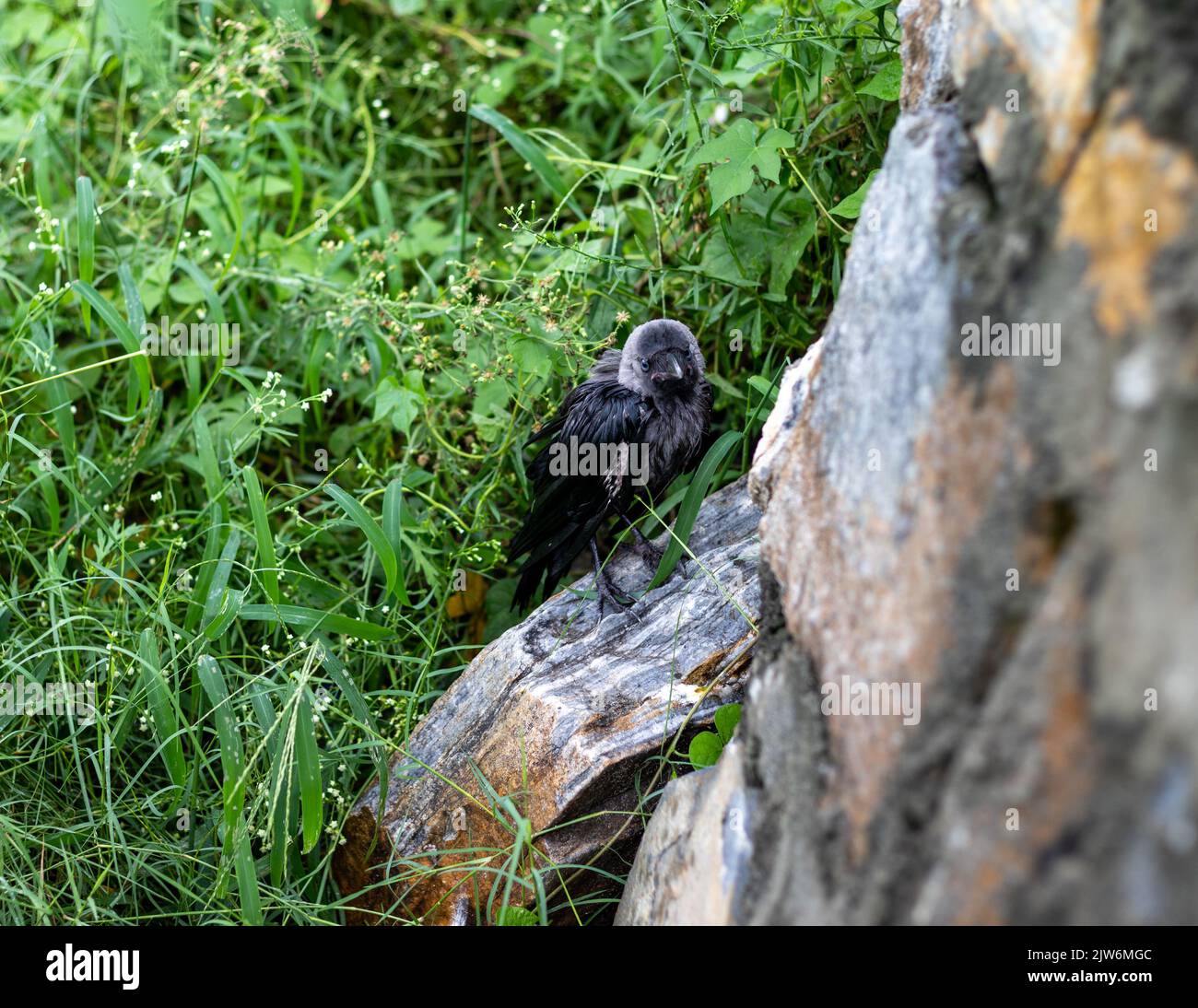 Rain crow hi-res stock photography and images - Alamy