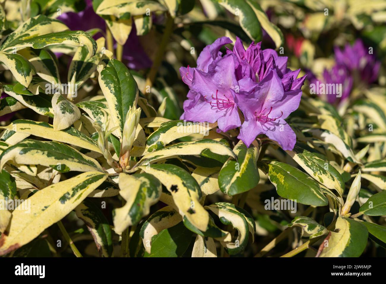 Rhododendron Hybrid (Rhododendron hybrid), close up of the flower head ...