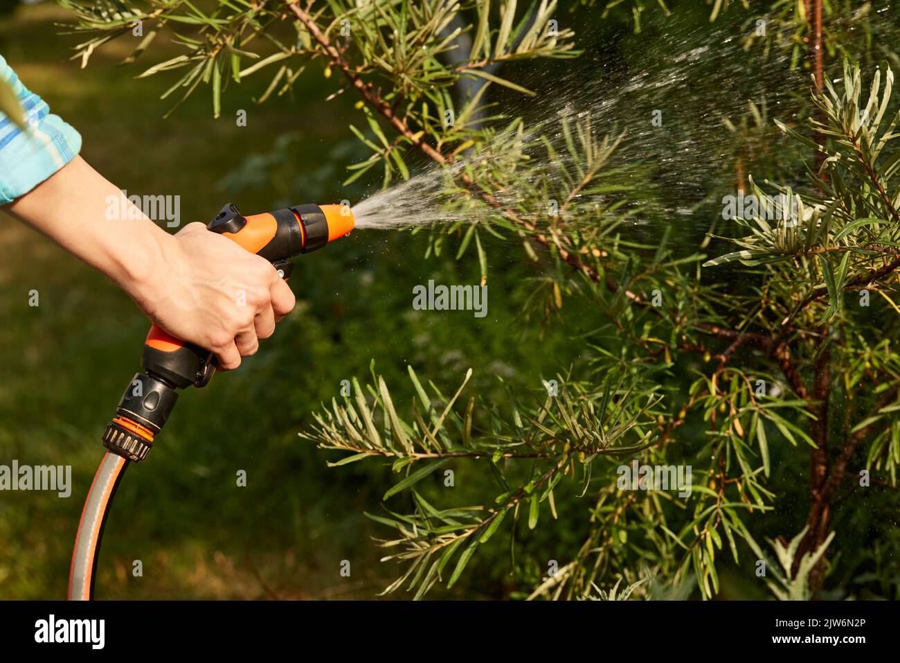 Hand holding water hose and watering plant in the garden in summer ...