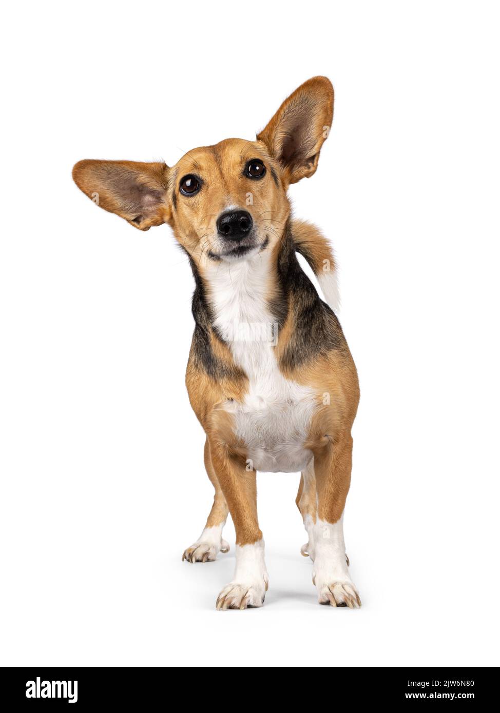 Non breed dog on white background Stock Photo - Alamy