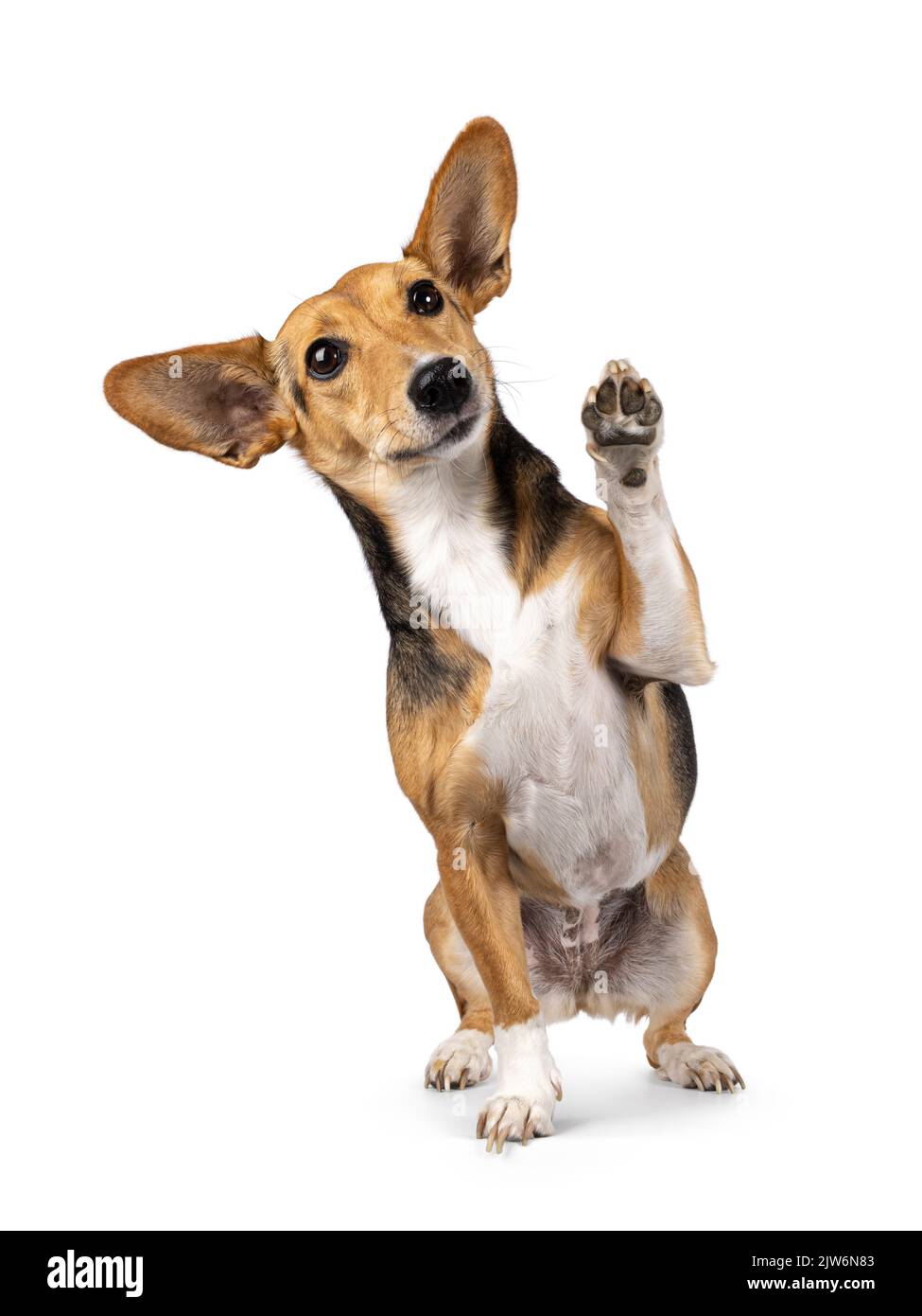 Non breed dog on white background Stock Photo - Alamy