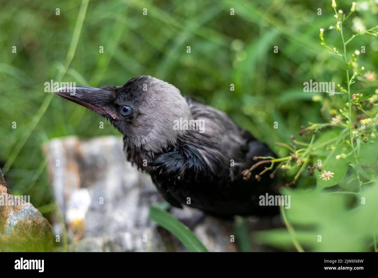 Black wet raven after a rain close up view with selective focus and ...