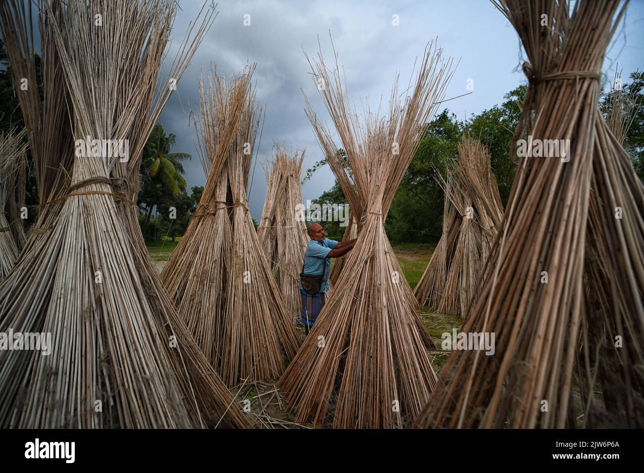An Indian farmer stacks stalks of freshly harvested jute at Bortir Bill ...