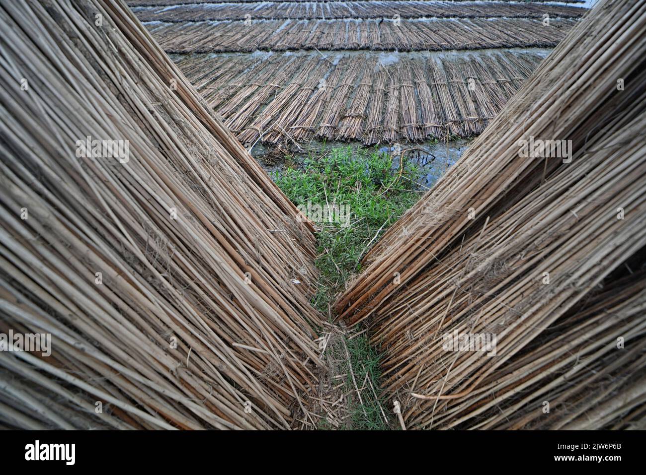 Bundles of cut jute stalks at Bortir Bill, a vast wetland surrounded by ...