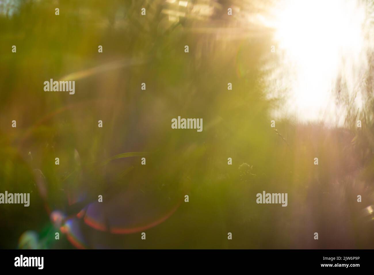 Defocused plants background. Blurry grasses and direct sunlight photo ...