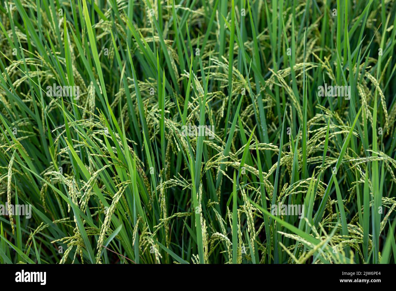 Rice crop ready to ripe and harvest Stock Photo - Alamy