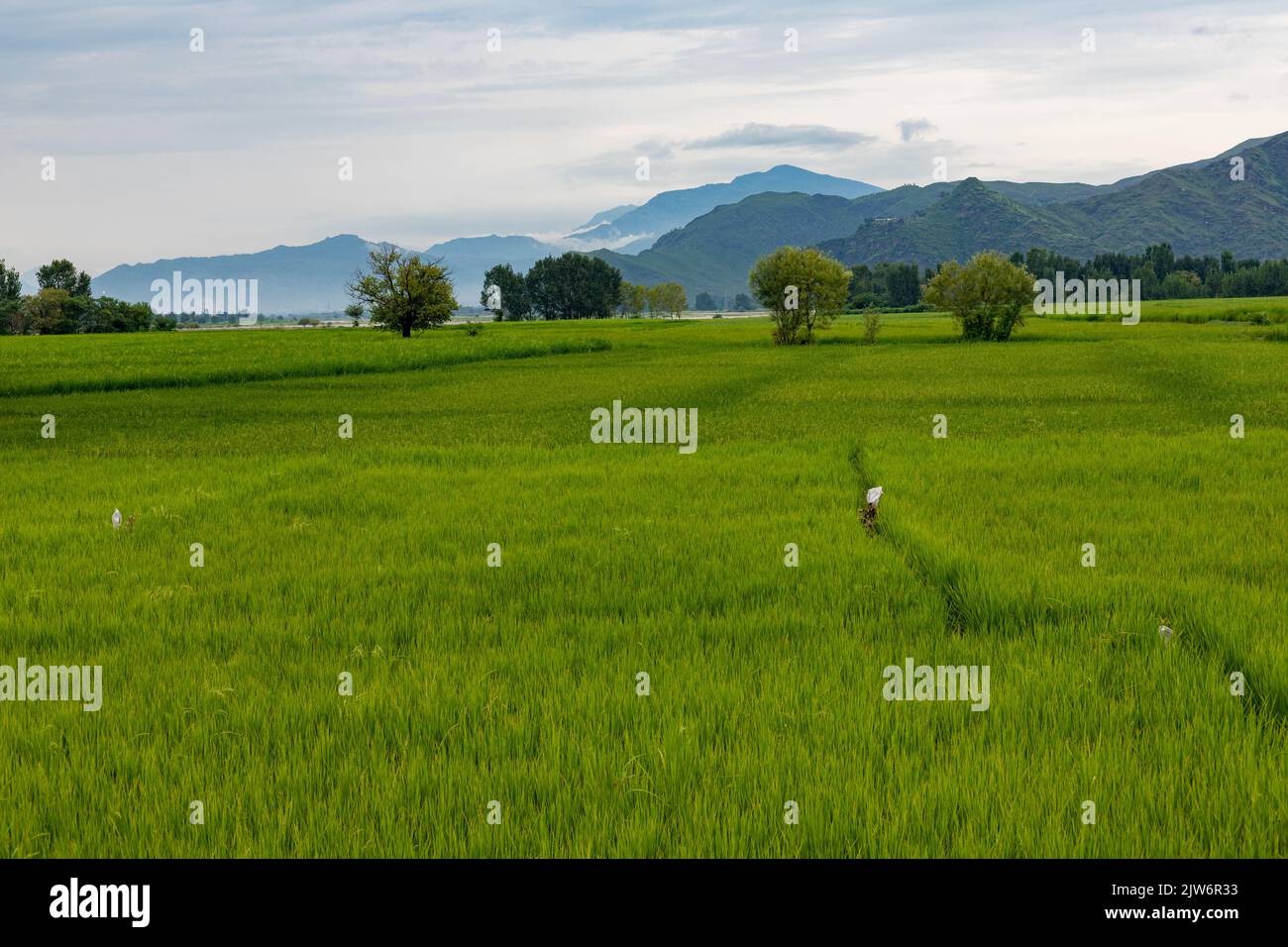 Green rice paddy fields with cloudy sky background of Swat valley in ...