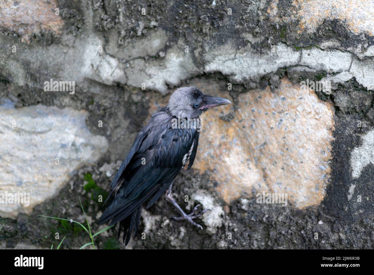 Wet crow taking shelter in the rain with a stone wall Stock Photo - Alamy
