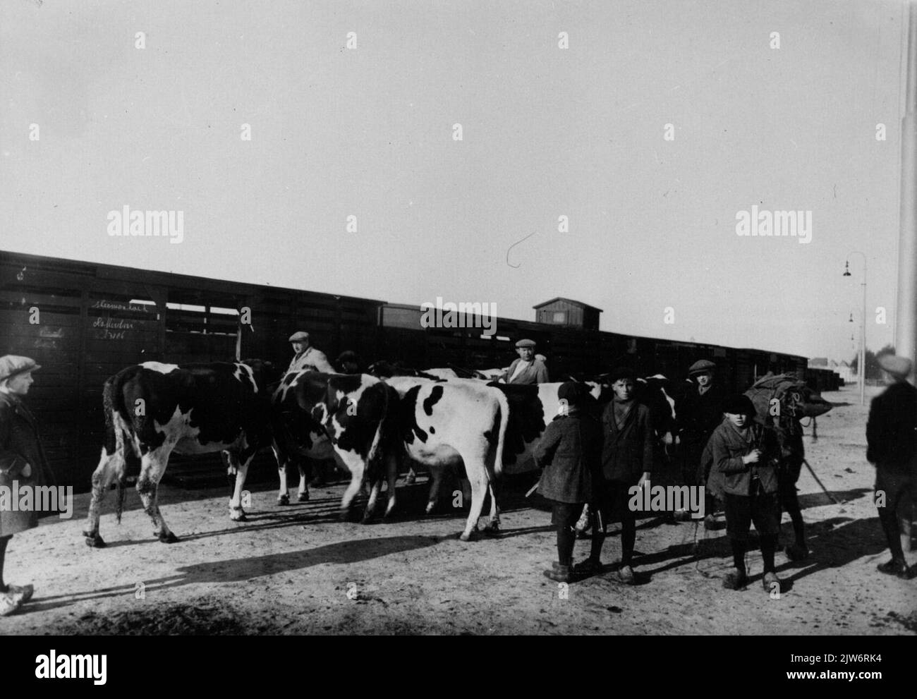 Image of the transport of cows by train in Utrecht Stock Photo - Alamy