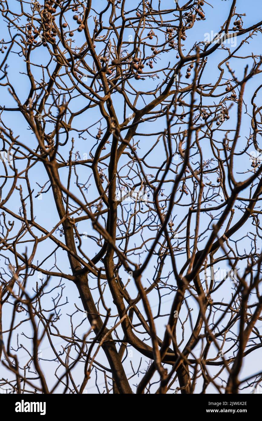 Intertwined branches hi-res stock photography and images - Alamy