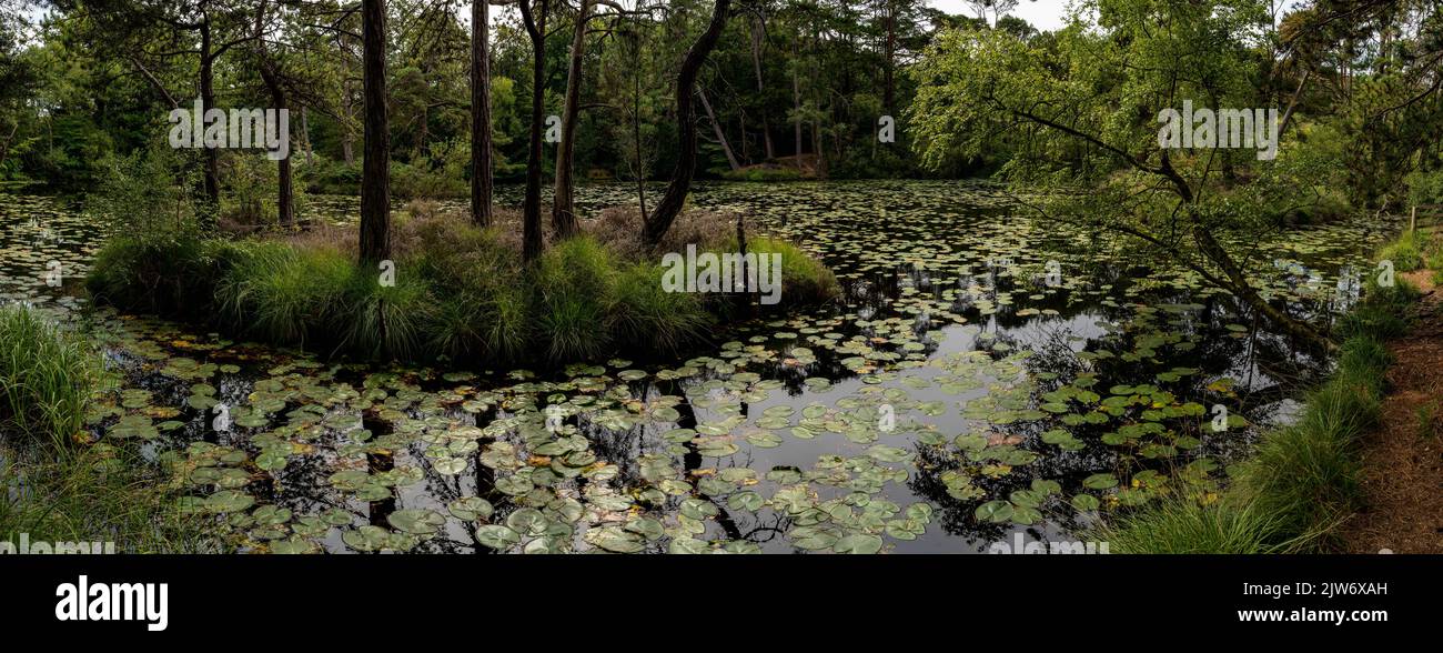 Tranquil woodland pond covered with lily pads surrounded by lush green ...