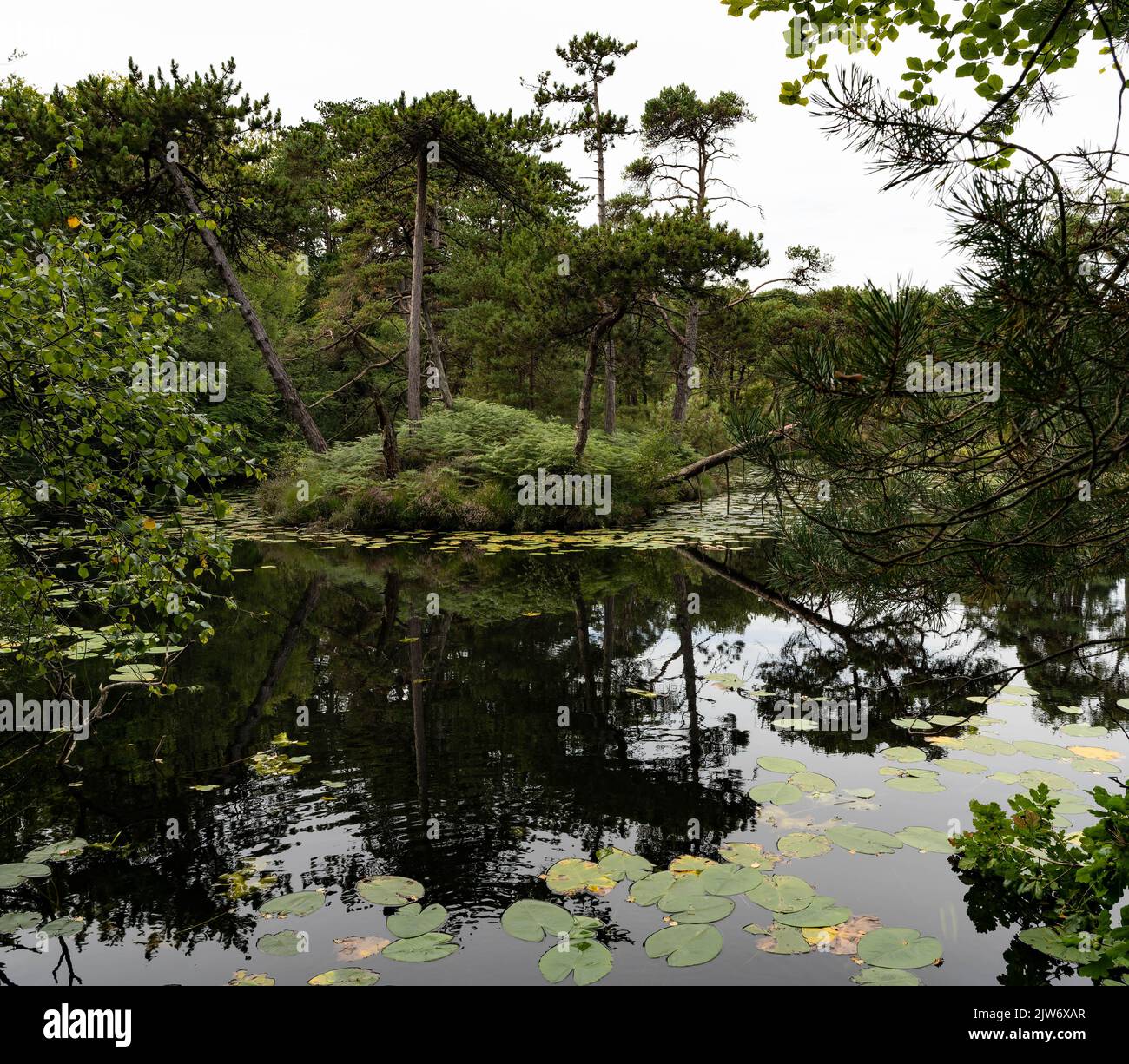 Pine trees in nature hi-res stock photography and images - Alamy