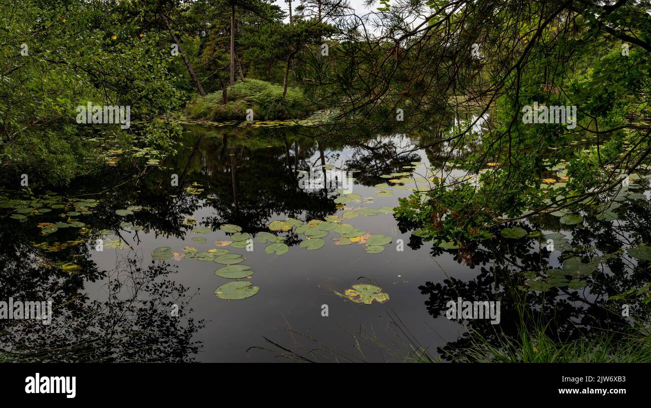 Tranquil woodland pond with water lilies surrounded by lush green trees ...