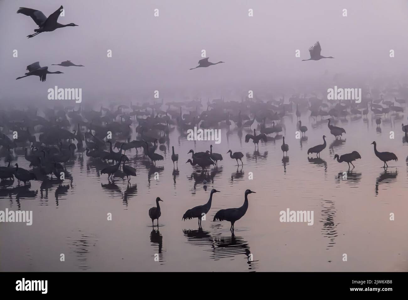 Foggy morning at Agamon Hula with lot of wintering crans, Hula Valley ...