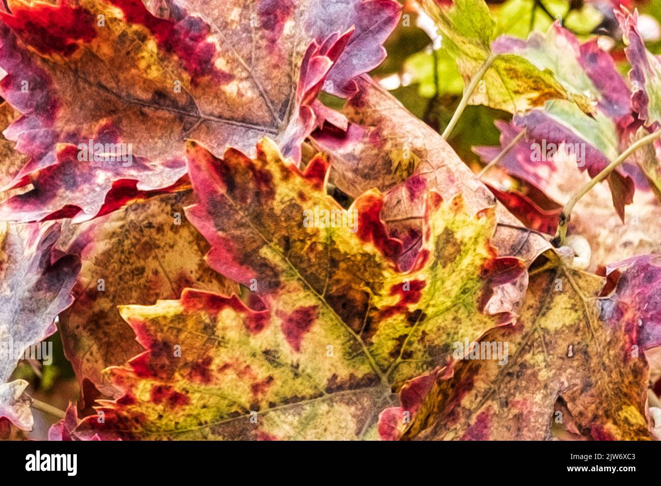Microscopic view leaf hi-res stock photography and images - Alamy
