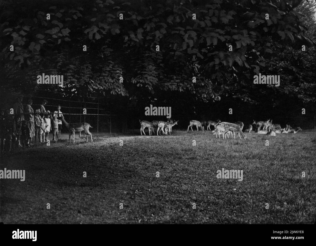 View deer in nature Black and White Stock Photos & Images - Alamy