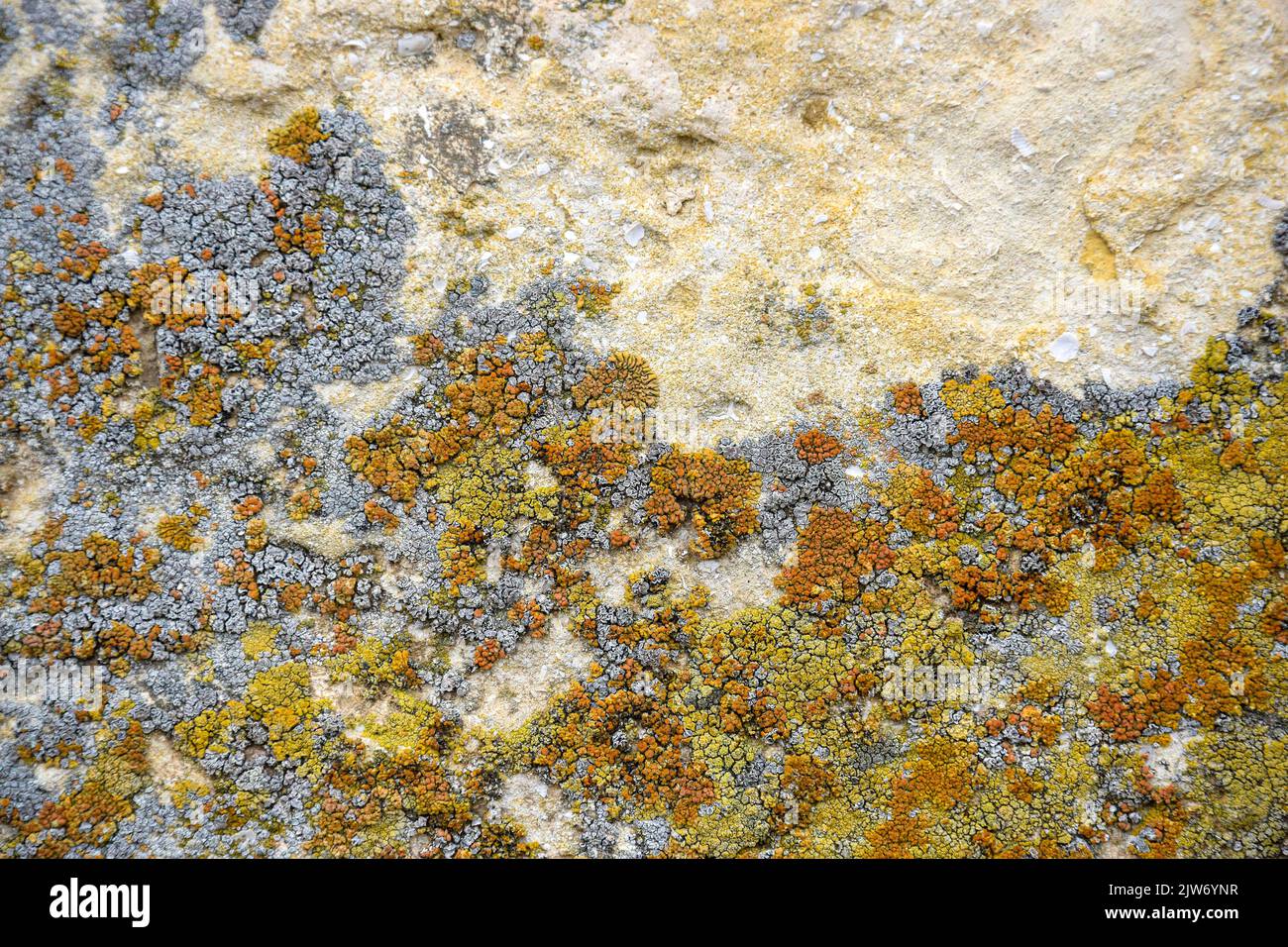 Aged wall of old building with multicolored moss, textured background ...