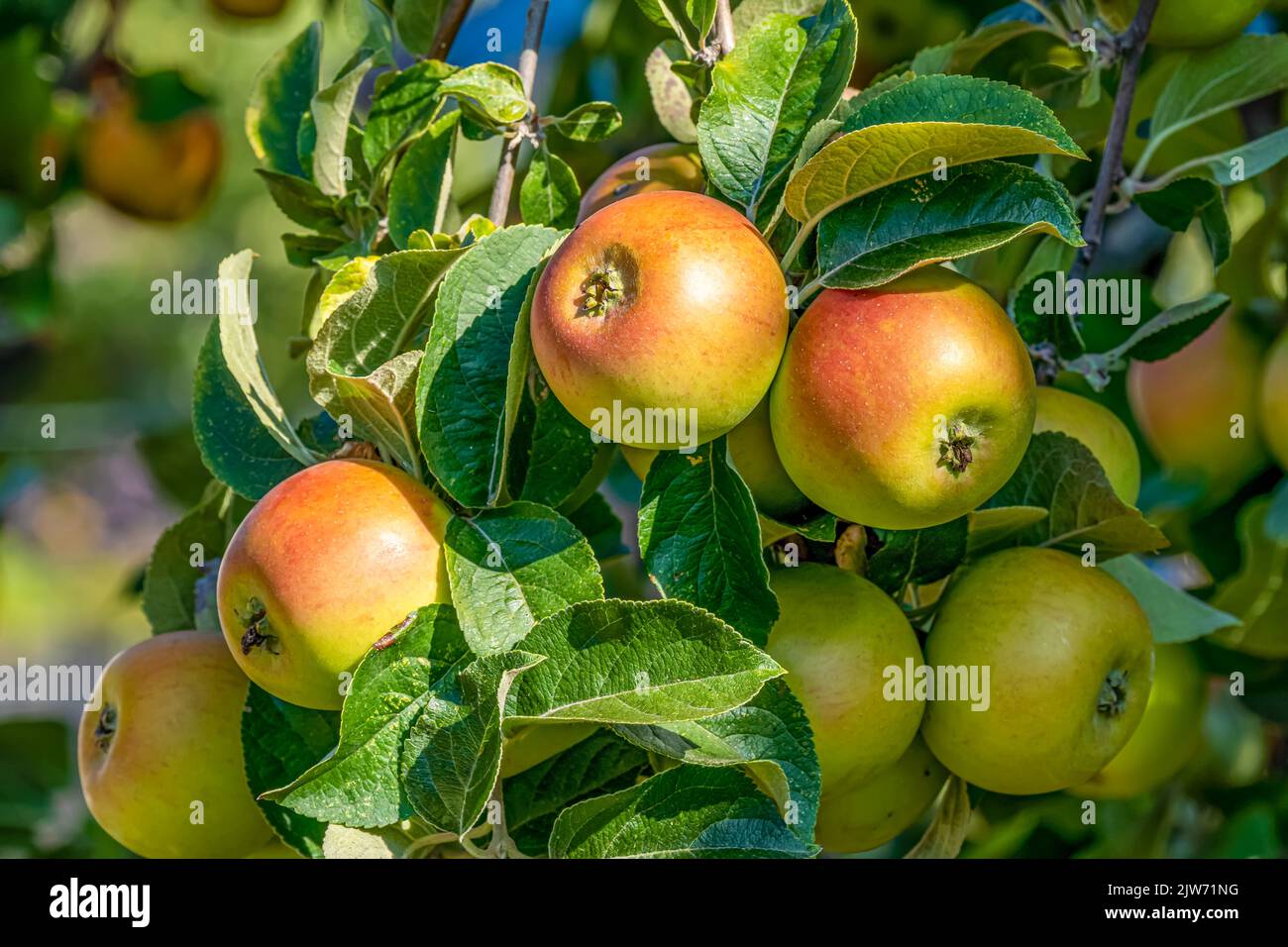 King of pippins hi-res stock photography and images - Alamy