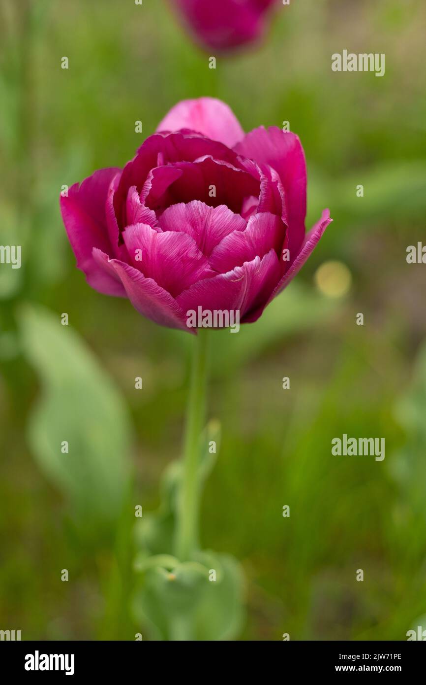 Burgundy lush tulip. Pink tulips in a flower bed. Double Flowering ...