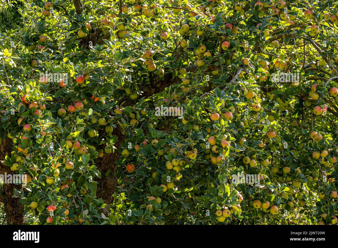 King pippins hi-res stock photography and images - Alamy