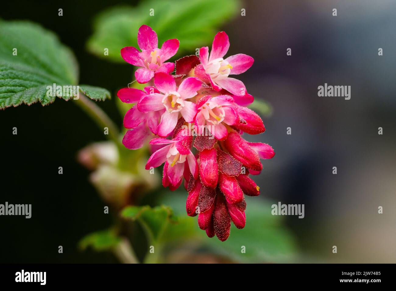Red currant flowers in hi-res stock photography and images - Alamy