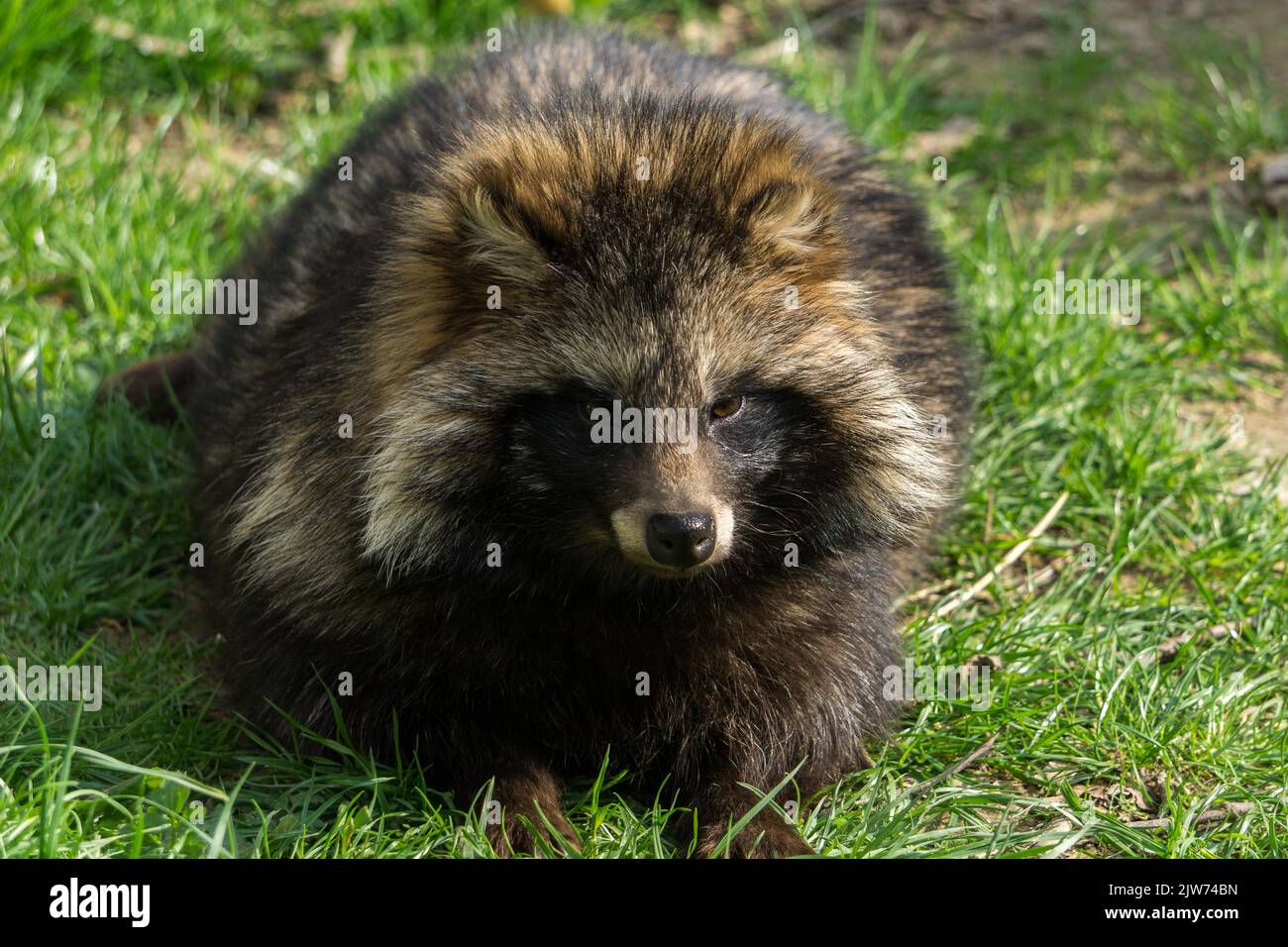 Tanuki raccoon dog hi-res stock photography and images - Alamy