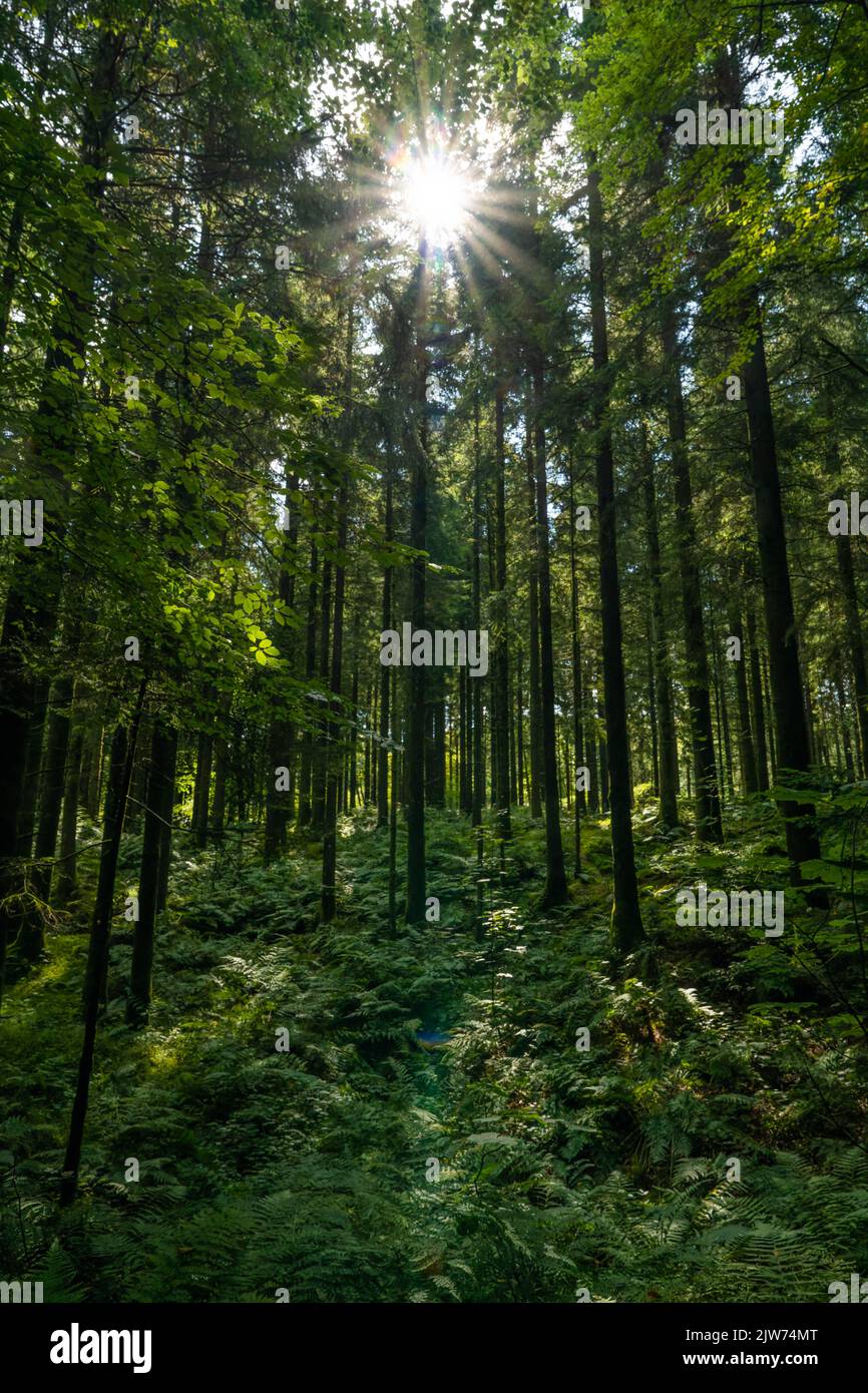 Sunlight streaming through dense forest canopy in Dorset woodland Stock ...