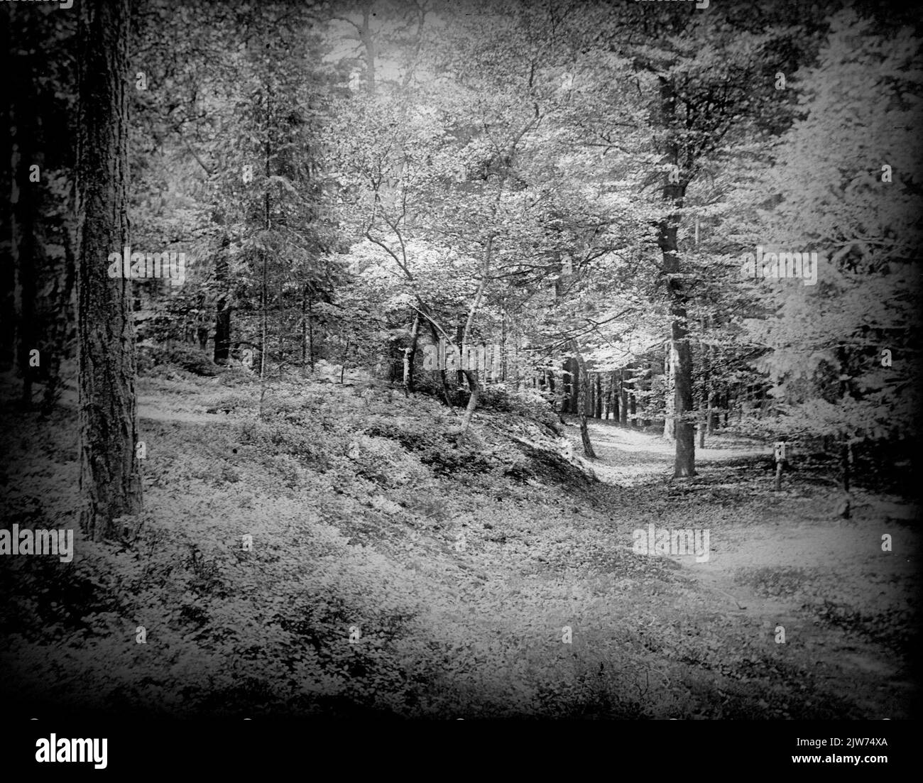 Forest on hill near Black and White Stock Photos & Images - Alamy