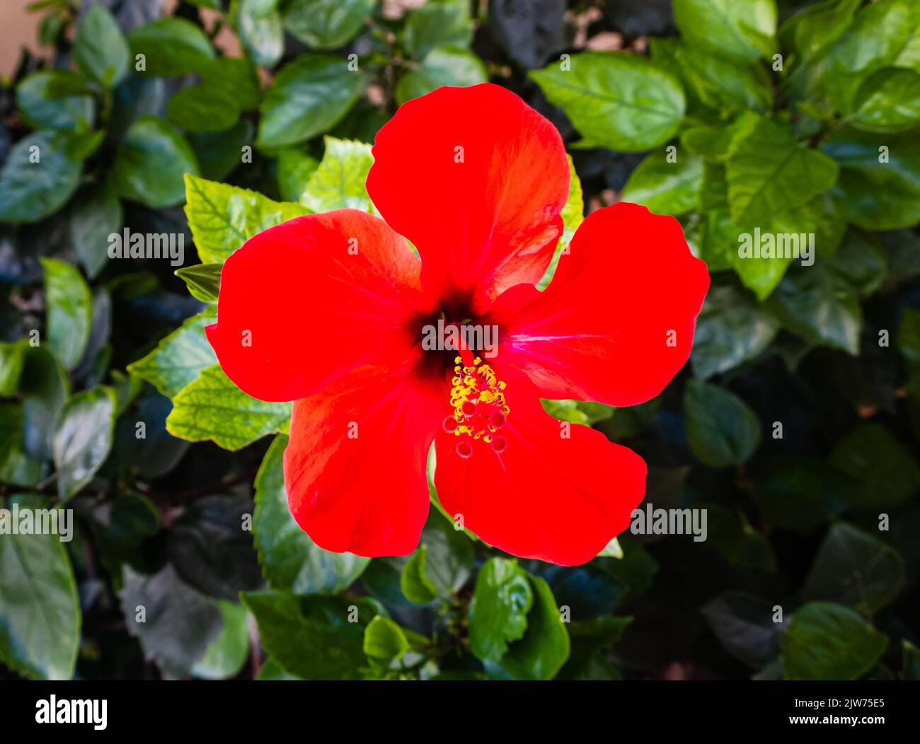 Red Hibiscus flower on green leaves background Stock Photo - Alamy