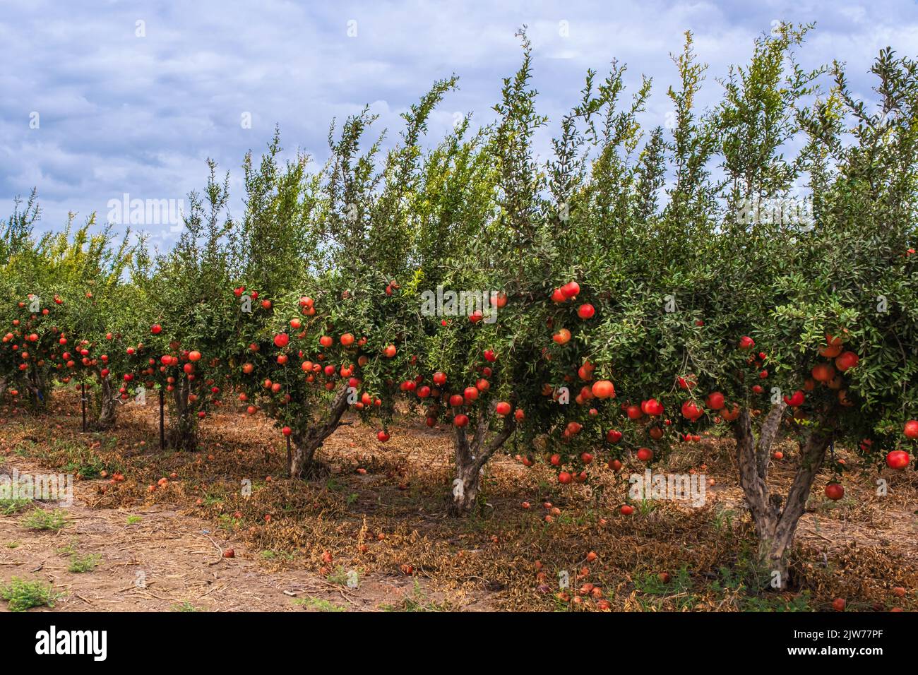 Plantation of pomegranate trees with ripe fruits Stock Photo - Alamy