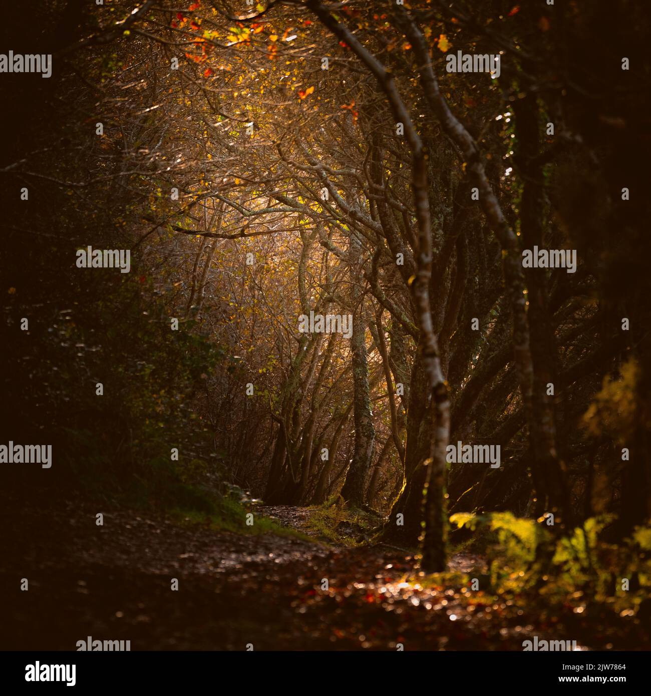 Sun beaming through the woods of Penrose National trust Stock Photo - Alamy