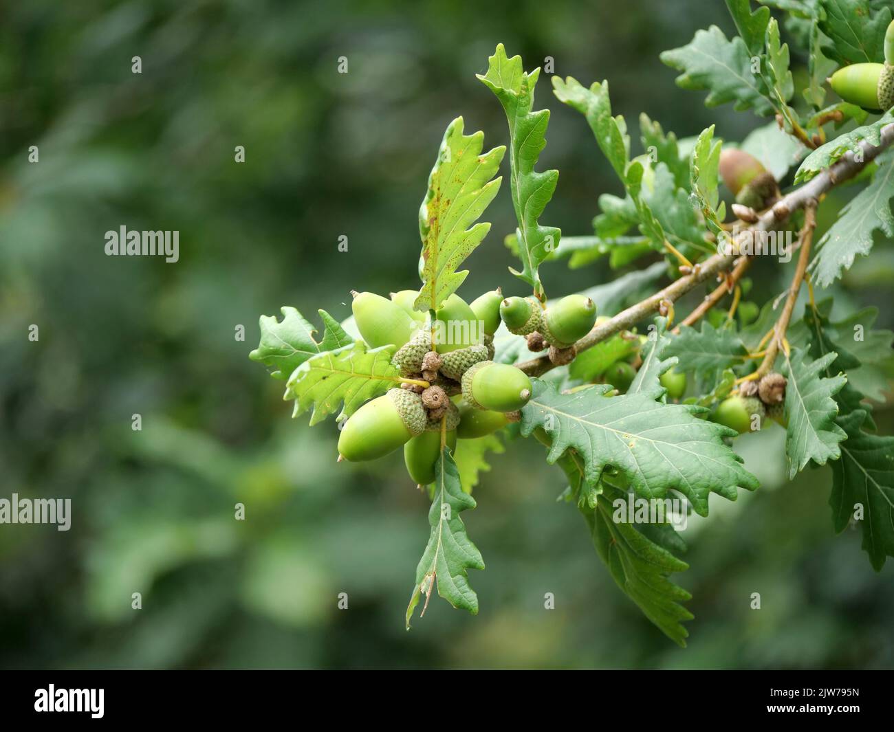 Acorn oak tree hi-res stock photography and images - Alamy
